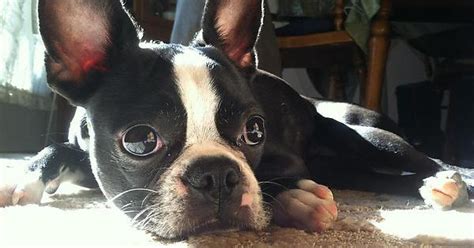 Little Lillie Tuckered Out After Running Along On A Bike Ride Imgur