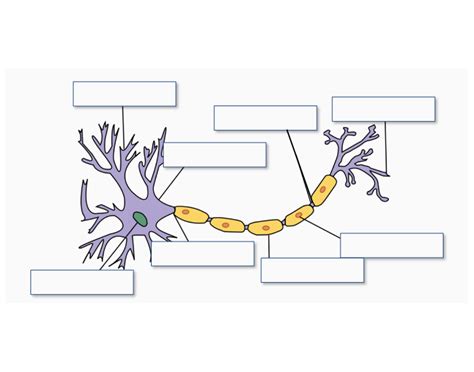 Structure Of A Neuron Labelling Quiz