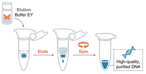 Essential Tips For Successful Dna Gel Extraction Neb