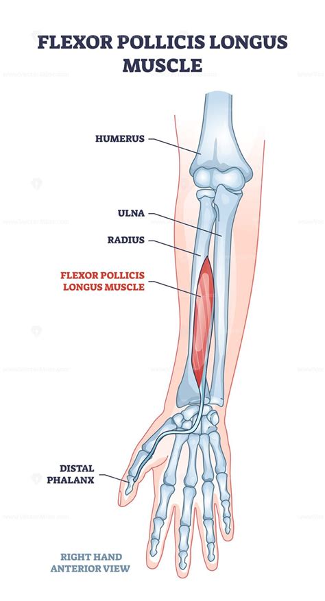 Abductor Pollicis Longus Muscle With Hand And Arm Skeleton Outline