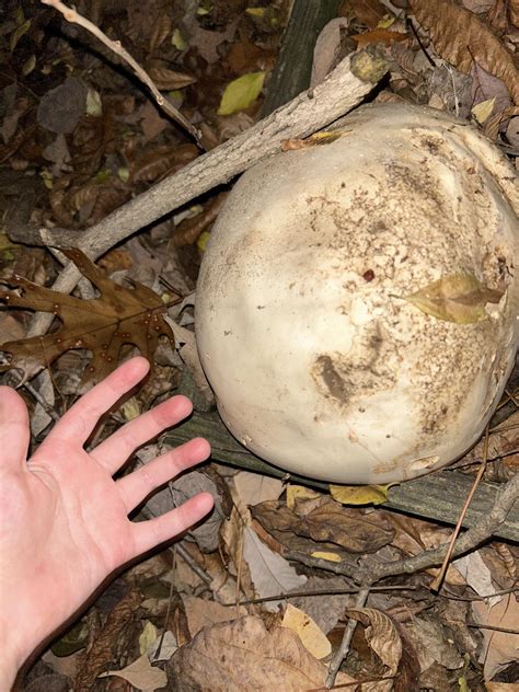 What Is This Massive Mushroom Rmushroomid