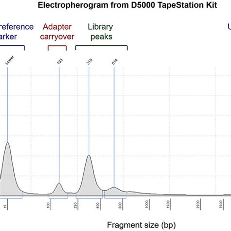 Electropherogram D5000 Screentape Of Amplified Library From Low Cfdna