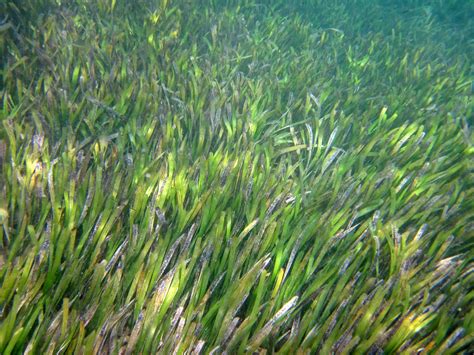 Thalassia Testudinum