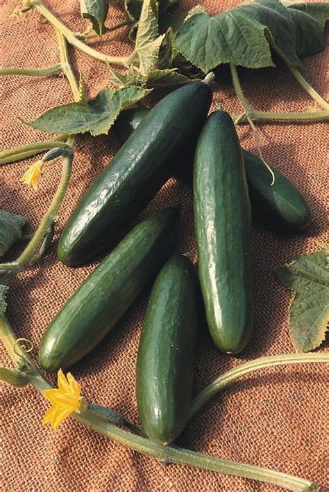 Seeds Cucumber La Diva ⋆ Cuckoo Bridge Nursery And Farm Shop