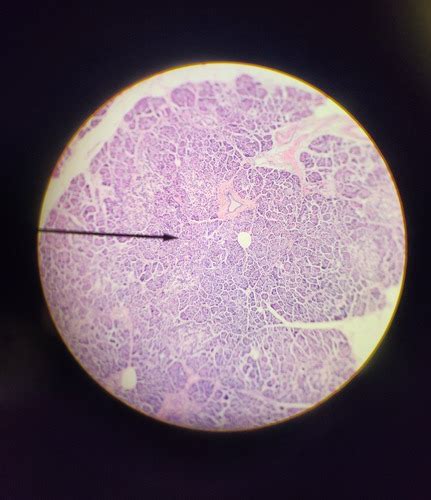 Aandp 2 Lab Final Exam Microscope Flashcards Quizlet