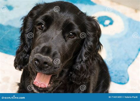 Cocker Spaniel Preto Novo Imagem De Stock Imagem De Povos 71431459