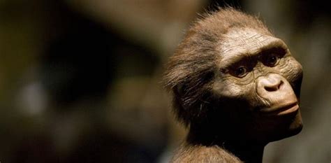 Kathleen Mcsweeney On Linkedin What The 3 2 Million Year Old Lucy Fossil Reveals About Nudity