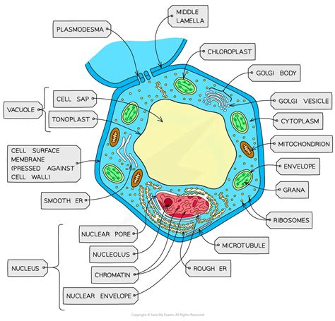 Eukaryotic Cell Structure Hl Ib Biology Revision Notes 2025