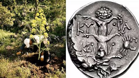 Redescubren “planta Milagrosa” Que Se Creía Extinta Era Usada “como Remedio” Por Antiguos