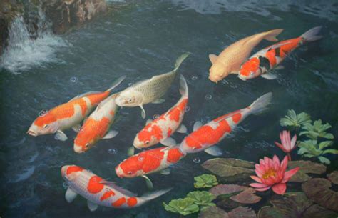 100 Koi Fish Wallpapers