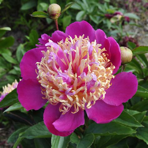Japanese Peony Tom Eckhardt Scented Peony Plants Claire Austin