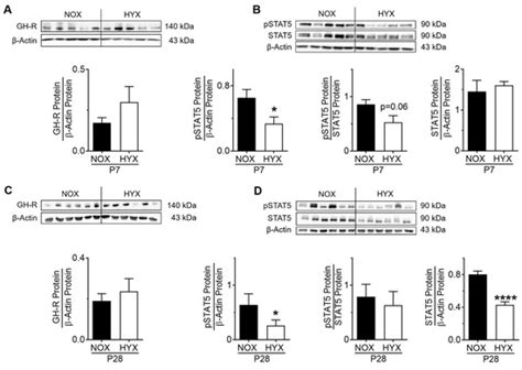 Cells Special Issue Gh And Ghr Signaling In Disease And Health