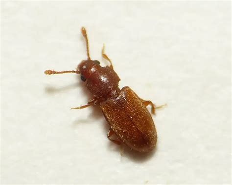 Foreign Grain Beetle Facts Diet Habitat And Pictures On Animaliabio
