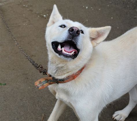 Jindo Breed Profile Things To Know Before Adopting A Jindo