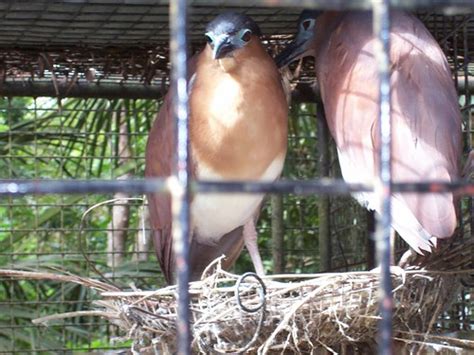Team Bee Prony The Python Bohol