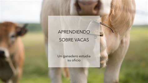 Manejo Integral De La Condición Corporal En Vacas Estrategias Para Alcanzar Un óptima Y