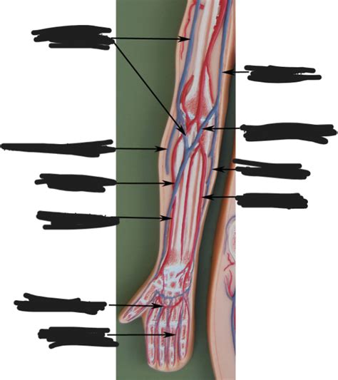 Brachial Diagram Quizlet Brachial Diagram Quizlet