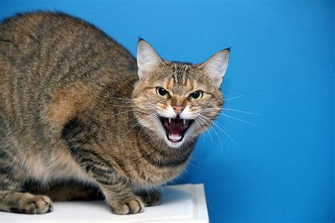 Trazodone Dosage Chart For Cats Risks Side Effects Dosage And More