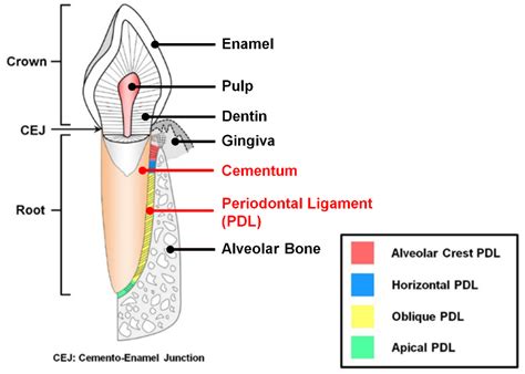 Periodontal Membrane Histology