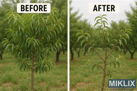 Image Before And After Peach Tree Pruning Demonstration Miklix