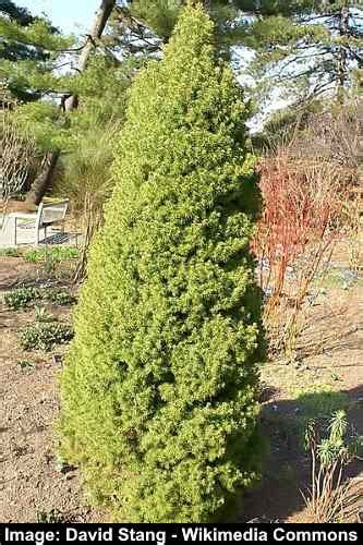 35 Evergreen Trees For Growing In Shade