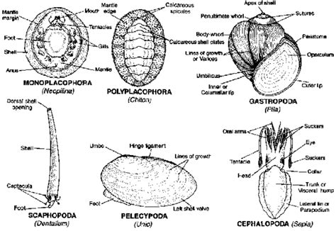 Phylum Mollusca Class Polyplacophora