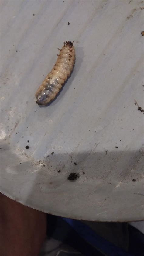 Larva Like 25 Inches California Dots Along Sides And Legs In The