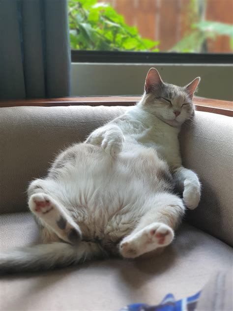 Voy Con Mis Michis Entonces R Ticos