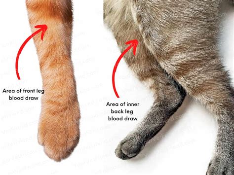 Cat Feet Swollen At Mark Cox Blog