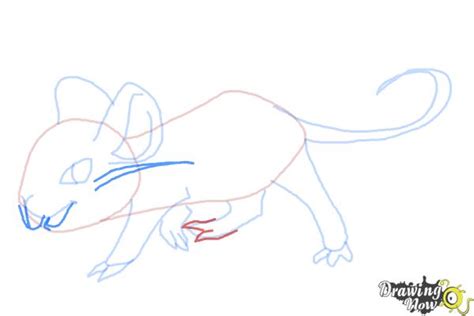 How To Draw An Anime Rat Drawingnow