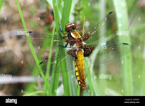 Mature Female Broad Bodied Chaser Libellula Depressa At Rest