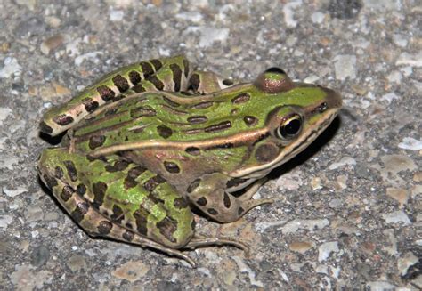 Hoosier Herp Society Southern Leopard Frog
