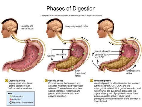 Ppt The Digestive System Powerpoint Presentation Free Download Id