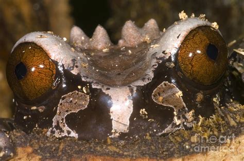 Crowned Tree Frog Photograph By Dante Fenolio Fine Art America