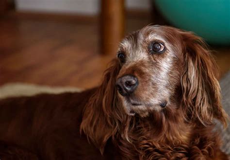 Signos De Demencia Senil En Perros Martha Debayle