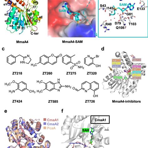 Enzymes Participating In The Specific Modification Of Mycolic Acid A