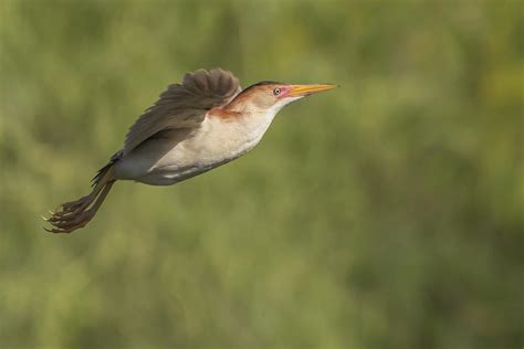 Least Bittern Flying