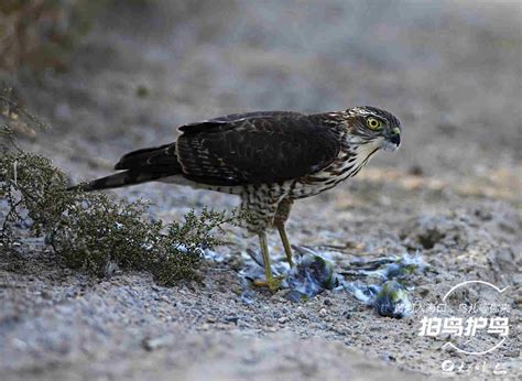 黄河入海口，鸟儿等你来”摄影作品——日本松雀鹰