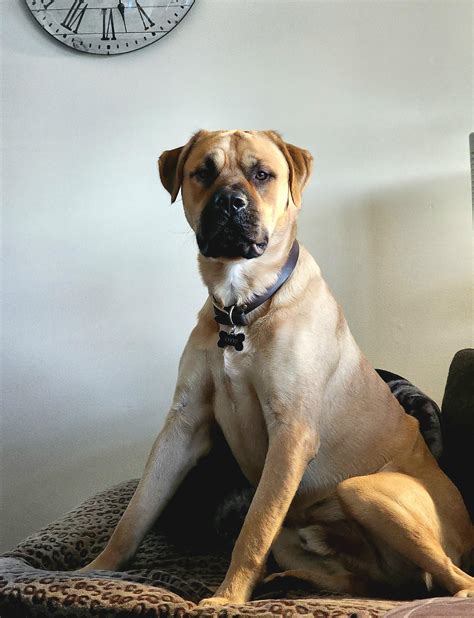 Mastiff Shepherd Mix English Mastiff Shepherd Mix 2025