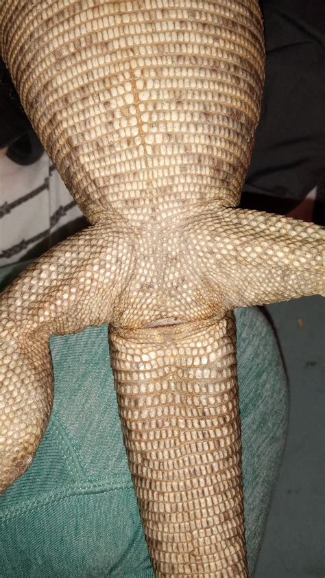 Got 4 Weeks Ago At 7 Months Old Cant Sex Him Or Her Not Tame Any Clue Monitors Morphmarket