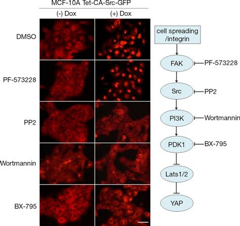 Pi3kpdk1 But Not Fak Act Downstream Of Src Mcf 10a Cells Expressing