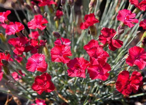 Dianthus Flowering Ground Cover Perennial Collection Plantingtree