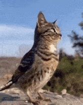 Cat Bird Meme  Cat Bird Cat Meme Discover And Share S