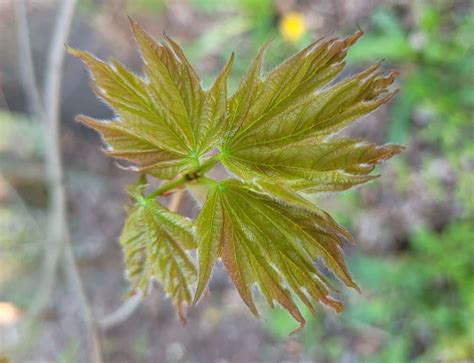 Nature Study In Spring Tree Buds Wonder Filled Days