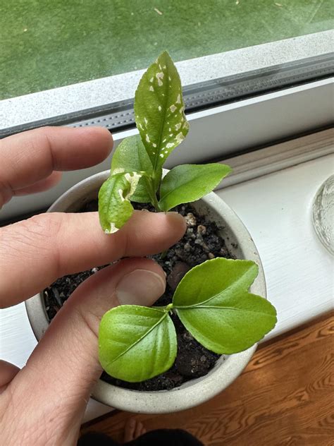 Lemon Seedlings Sprouting Here But One Looks Like Its In Trouble