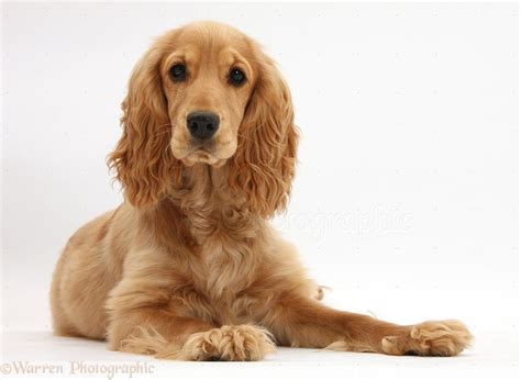 Cocker Spaniel Capital Mascota