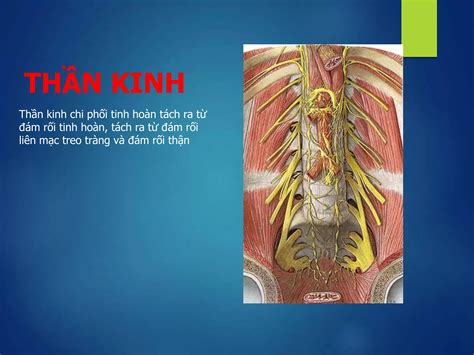 GP Hệ sinh dục PPTX