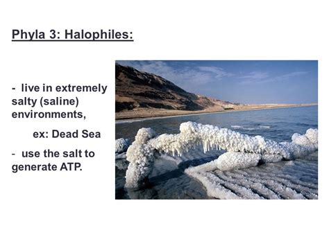 Halophiles Environment