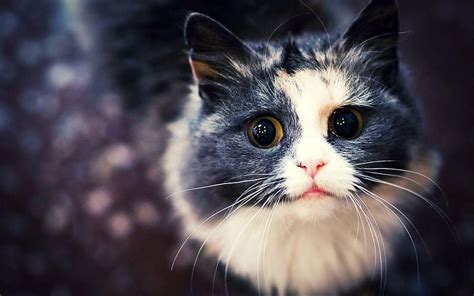 Persian Cat Wallpapers Wallpaper Cave