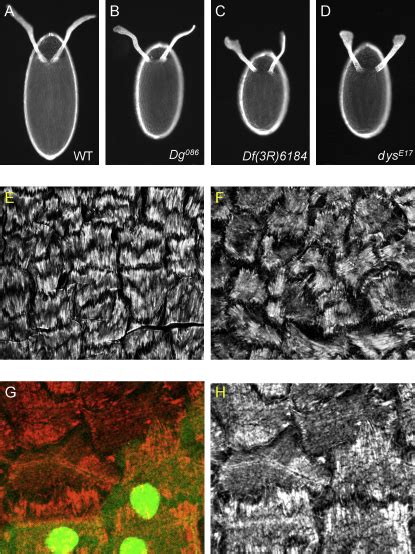 Dg And Dys Mutants Show Planar Cell Polarity Defects In The Follicle